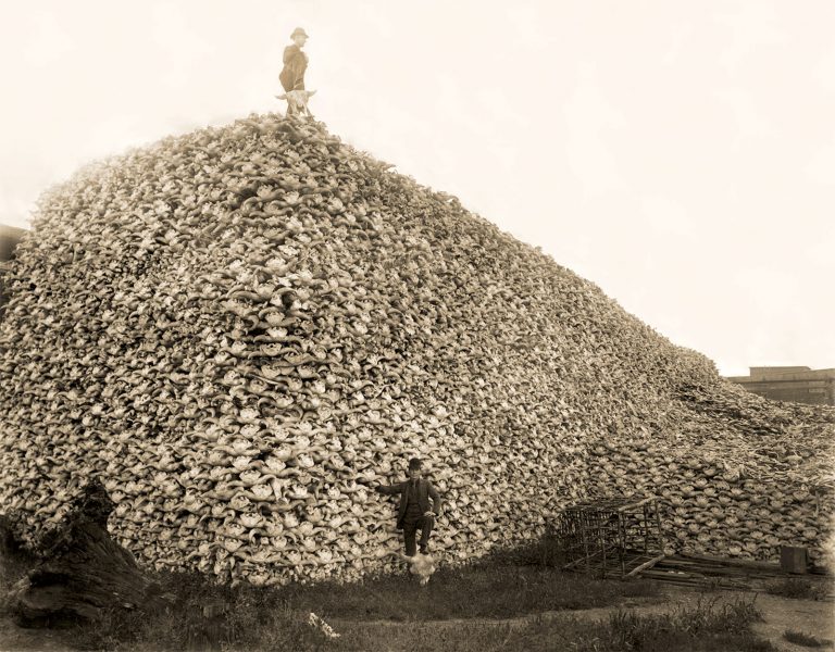 buffalo-skulls | Dreamflesh